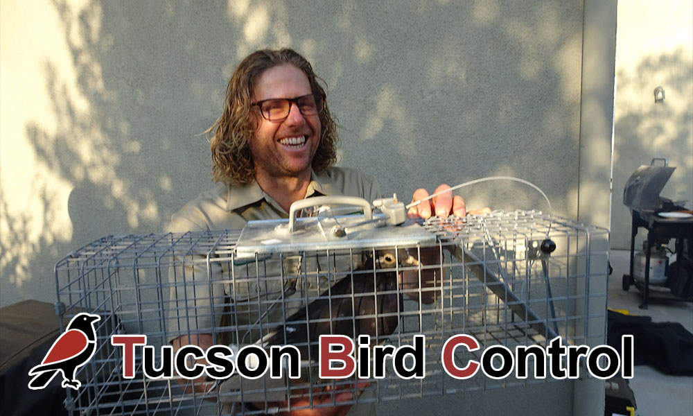 Is it legal for me to trap a pigeon? | tucsonazbirdcontrol.com